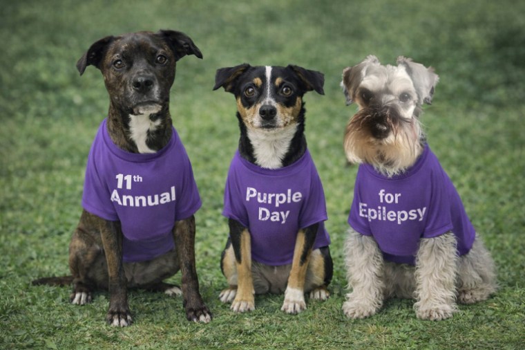 Epilepsy Awareness and Poetry on Thankful Thursday – Xena Schnauzer ...