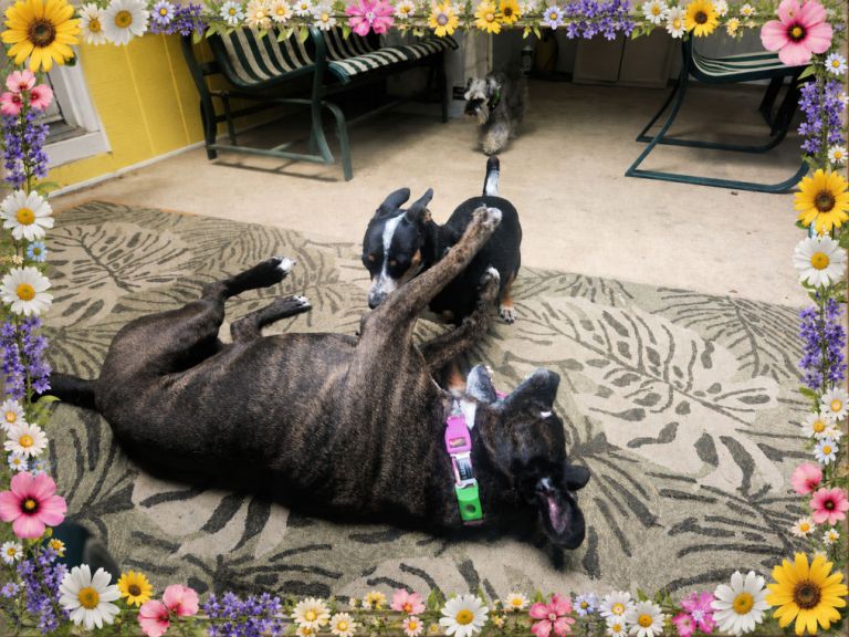 Awww Monday on the Patio – Xena Schnauzer Warrior Princess with Lucy ...